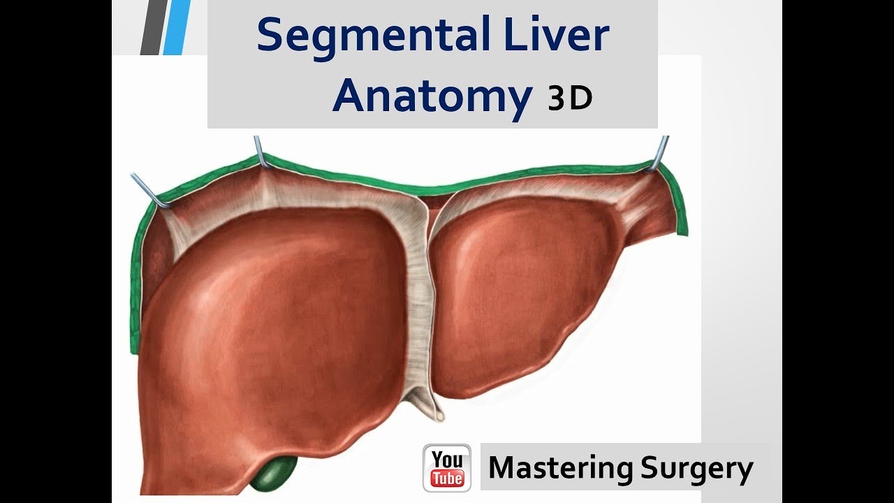 Basic Segmental Hepatic Anatomy 3D Model - YouTube