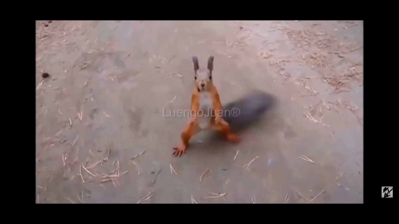 Funny dancing squirrel 🐿 - YouTube