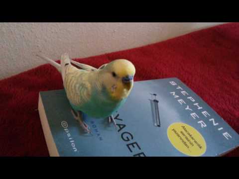 Şebek Maviş muhabbet kuşum