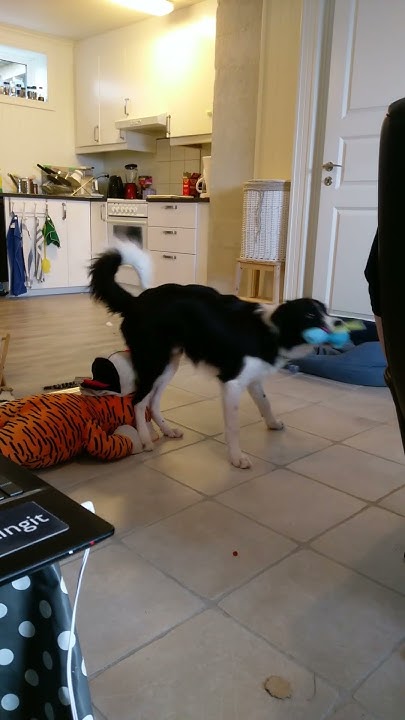 Uncle M's turtle lost its shell, and now it beeps! (23/4/16) - YouTube