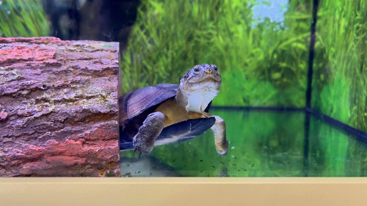 An African Sideneck Turtle Finds Me Interesting!! - YouTube