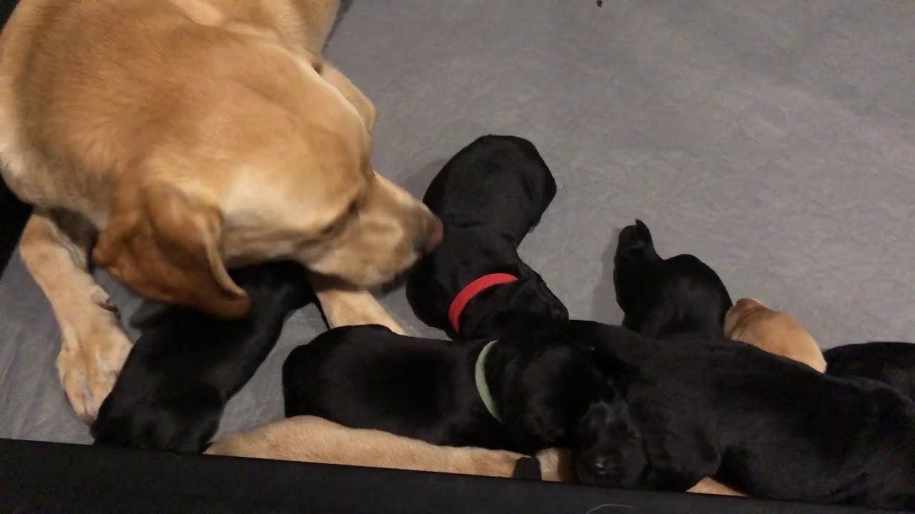 Della 1-week-old British Labrador Puppies - YouTube