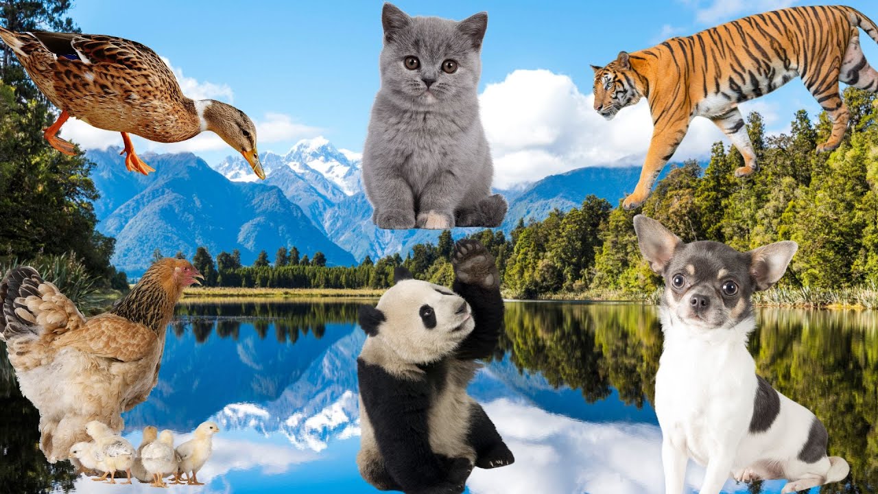 animal sounds around us: panda, wild boar, owl, tiger, hen, dog, duck ...