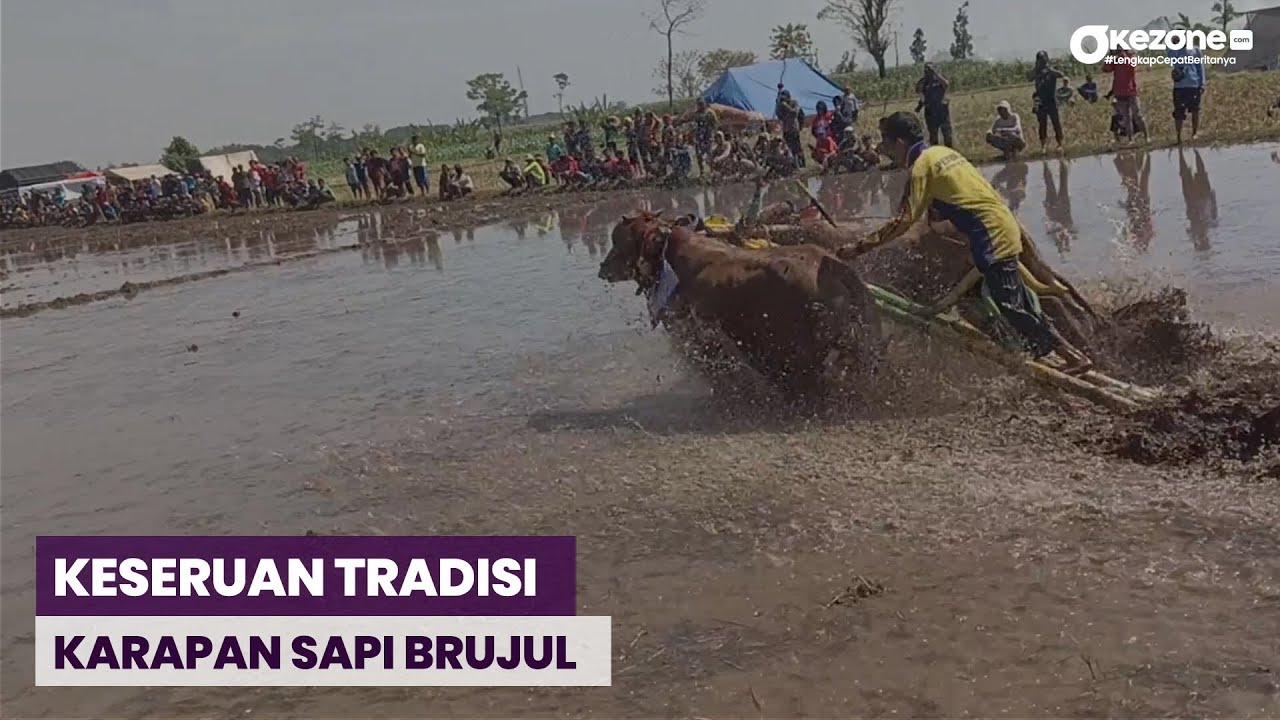 Keseruan Tradisi Karapan Sapi Brujul di Kota Probolinggo - YouTube