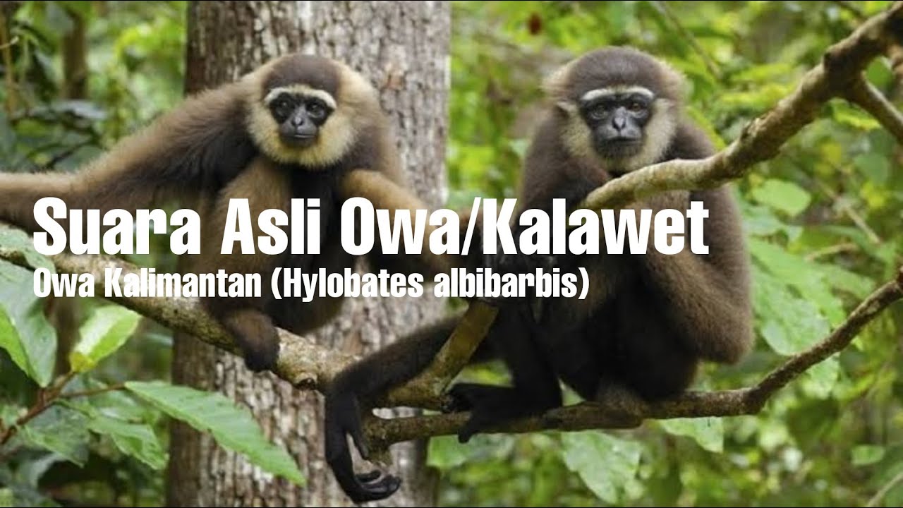 SUARA ASLI OWA KALIMANTAN - KALAWET || HUTAN || HEWAN ENDEMIK - YouTube