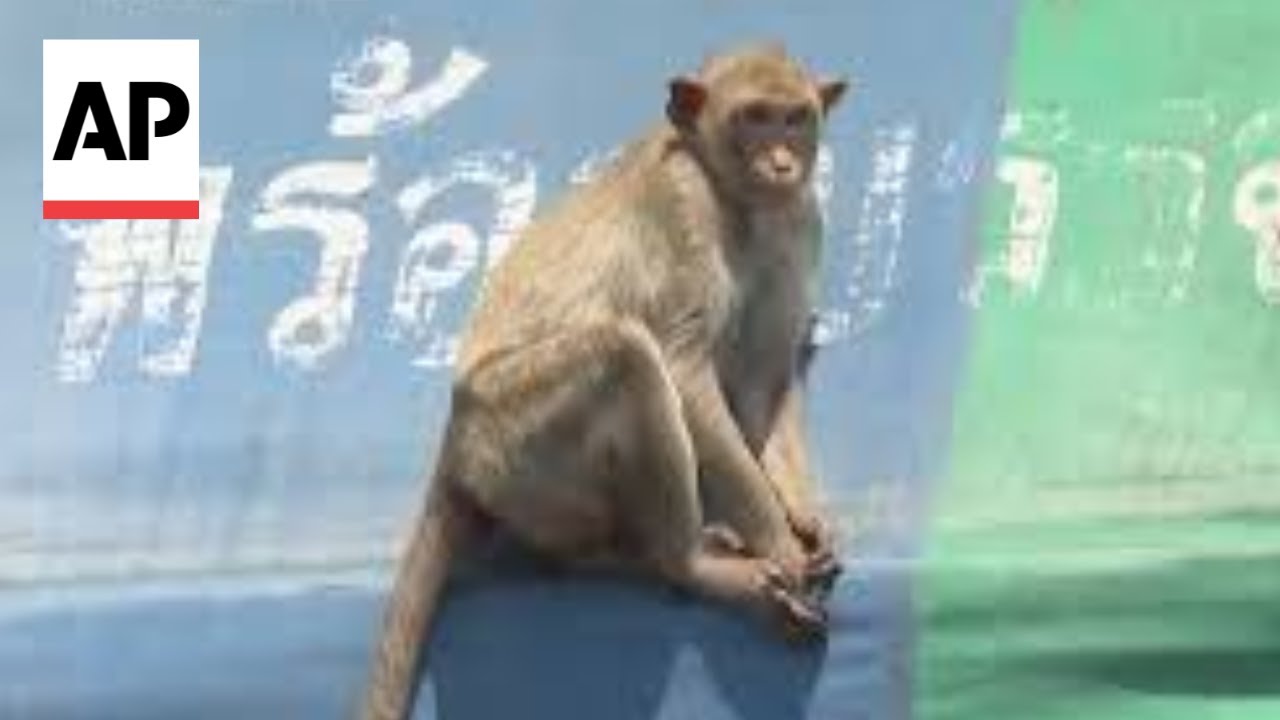Wildlife authorities unveil monkey masterplan after macaques wreak ...