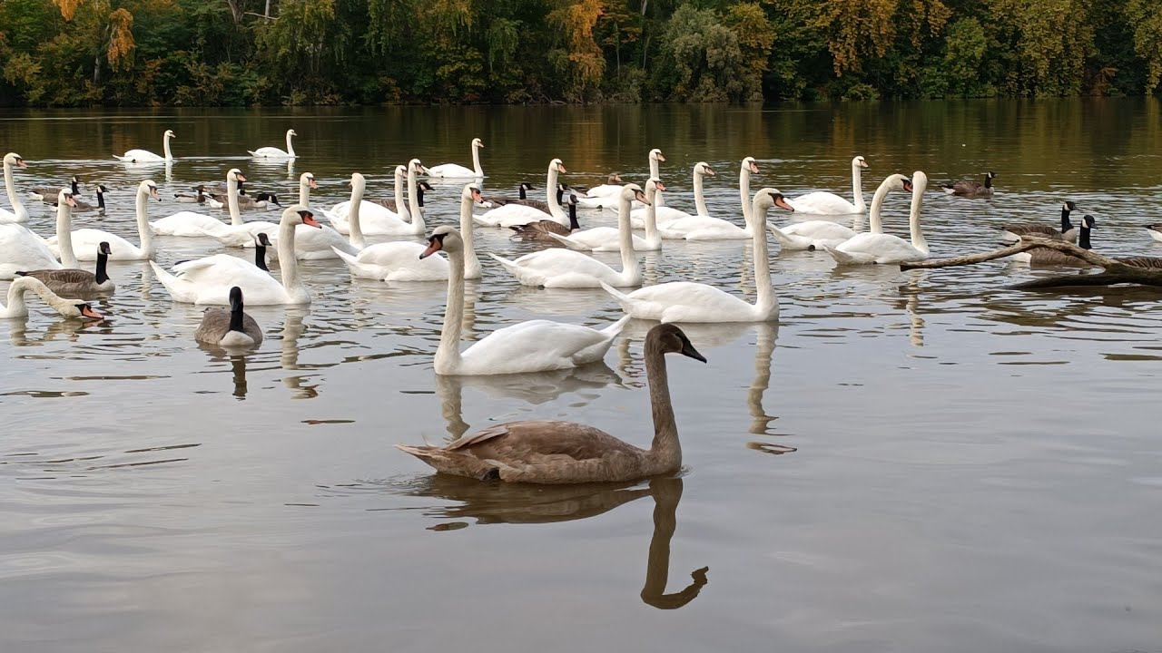 Angry Canada Goose Group Fight | happy Swans and Ducks Watching | 4K ...