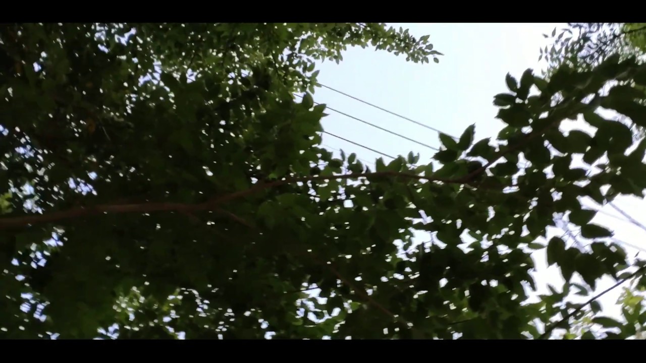 Cinematic tree video footage | Village shoot | NCV release - YouTube