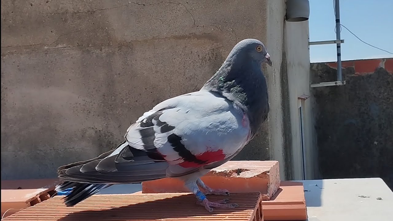 La educación del Palomo está en la enseñanza ♥️(palomos deportivos ...