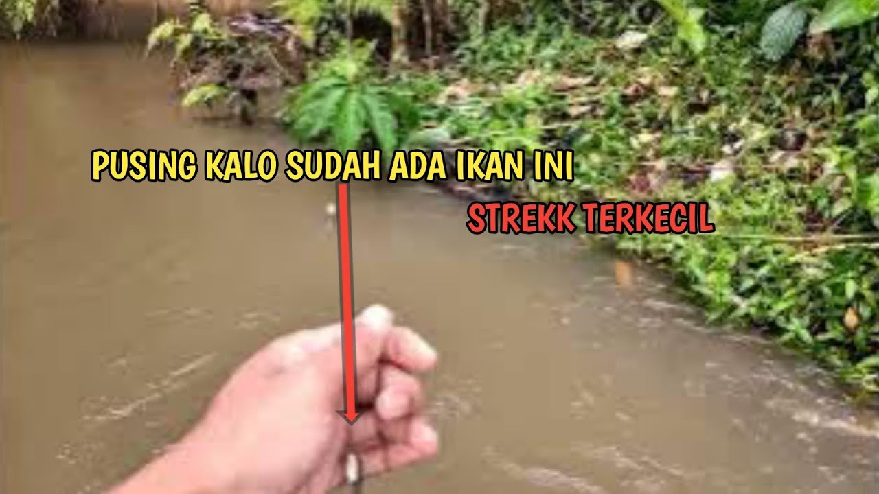 PUSING!!!.RESIKO MANCING DIKERUMUNI BURAYAK.. UMPAN PUN LANGSUNG HABIS TAK TERSISA.. #DF03 - YouTube