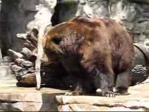 GRIZZLY BEAR-BACK SCRATCH - YouTube