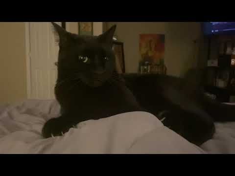 Cat Clips: Bruce Wayne Big BITE on my Mom's toes!