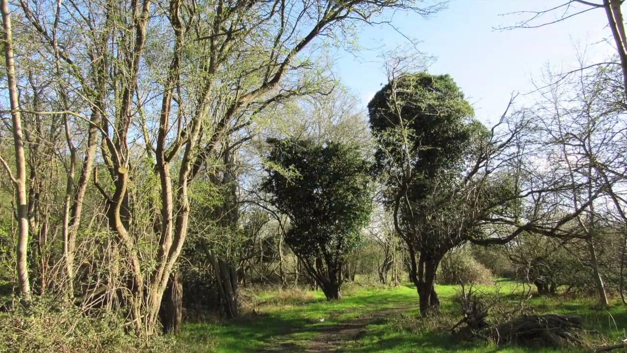 Norfolk Wildlife Trust's 90th Anniversary - Our Challenge - Part 6 ...