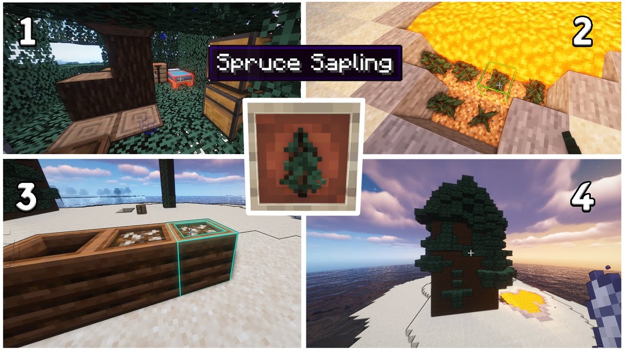 5 facts about the spruce sapling - YouTube