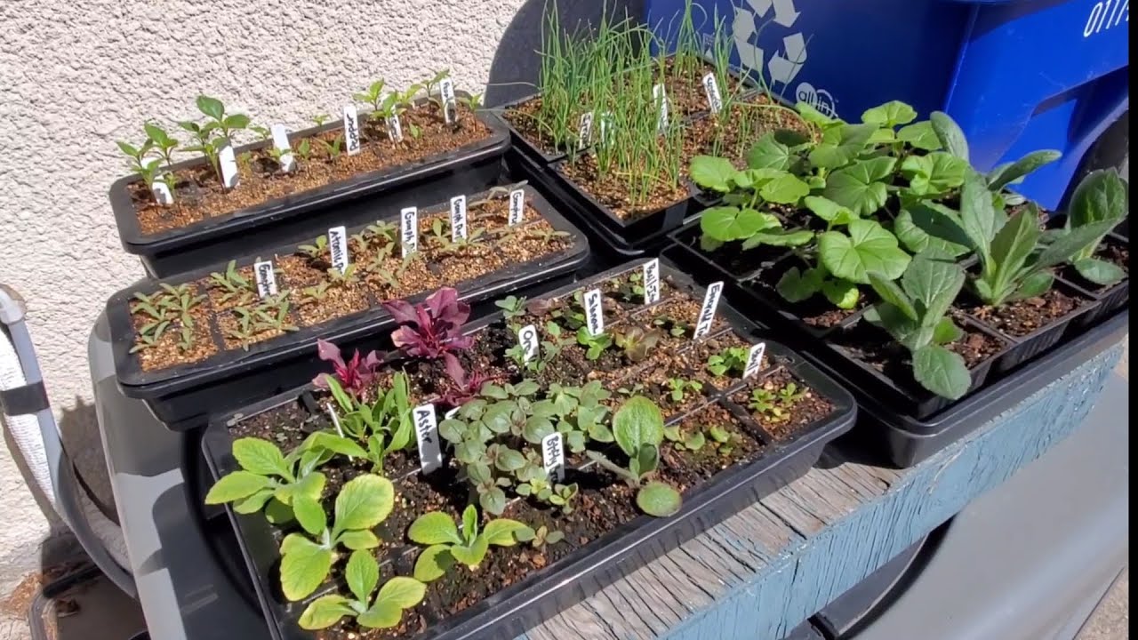 Early April Garden Tour Minnesota Zone 5a, Seedlings and Spring Blooms ...