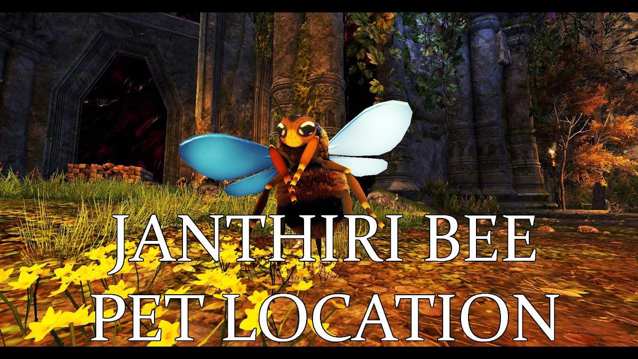 GW2 Janthir Wilds - Juvenile Janthiri Bee Pet Location - Mistburned ...