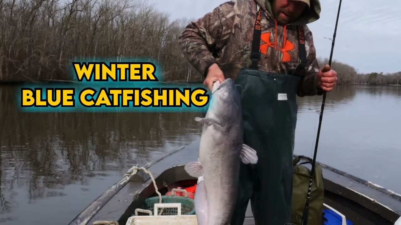 BLUE CATFISH: How To Catch on Rod and Reel. - YouTube