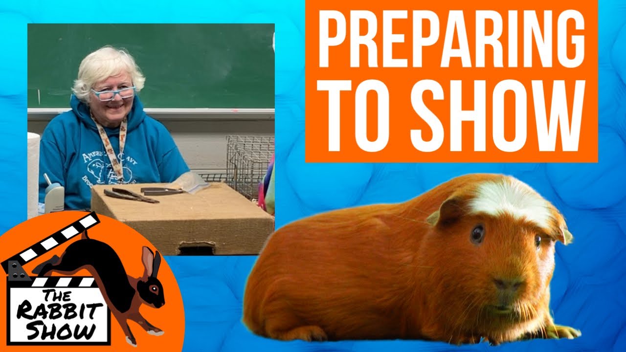 Preparing Your Cavy for Show. Information on conditioning, tagging and ...