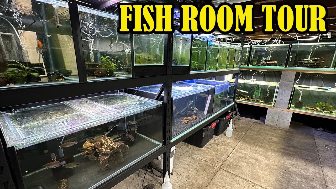 Full Fish Room Tour (Every Single Fish Tank) - YouTube
