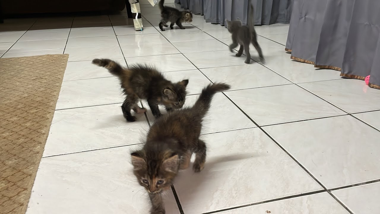 Beautiful Kittens Playing - YouTube