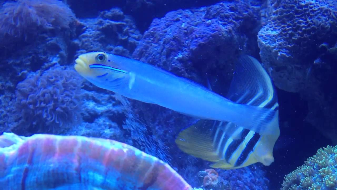 Gold head sleeper goby - YouTube
