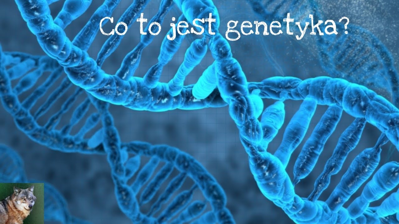 Co to jest genetyka? | Szybka nauka - YouTube