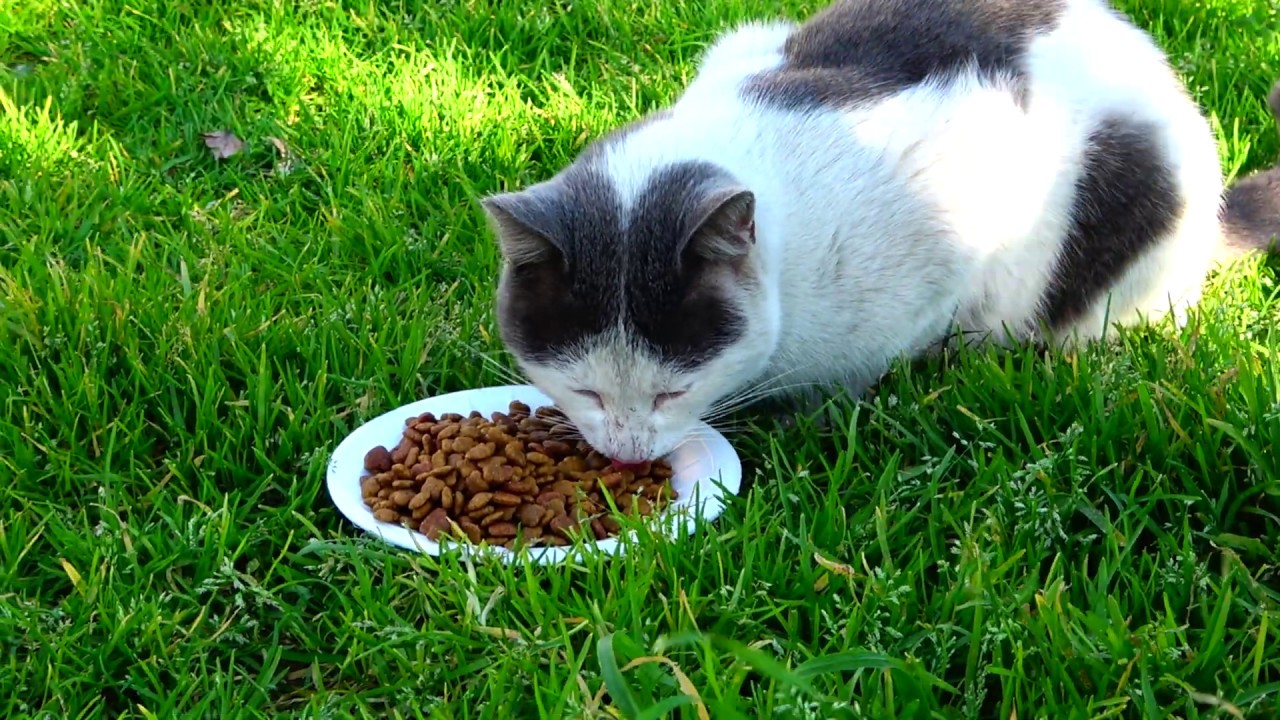 Turkey's cat paradise; İstanbul (Adorable Cats - Cat İsland) - YouTube