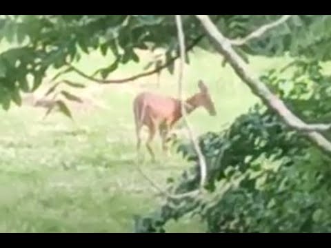 Deer eating grass: Beginning Mandarin Chinese listening - YouTube