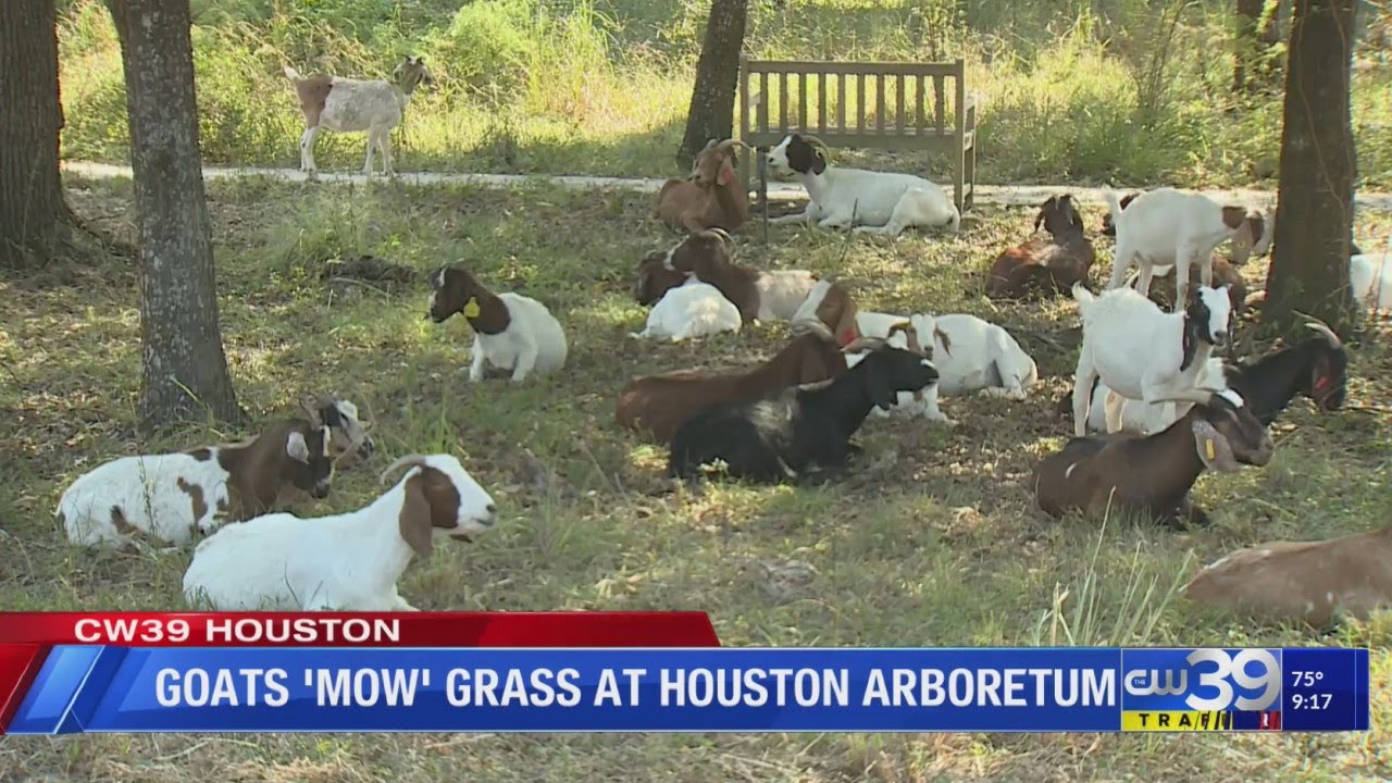 Oh, My Goat! Goats ‘mow’ grass at Houston Arboretum - YouTube