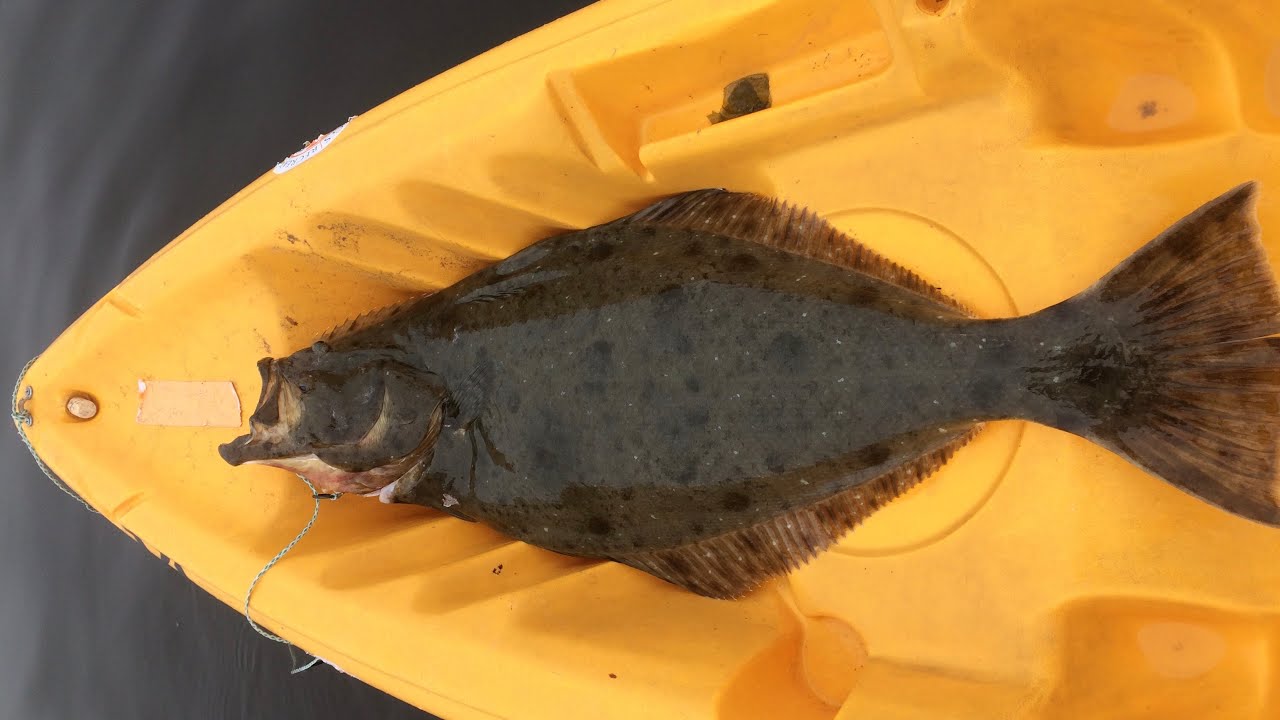 Drag Ripping Halibut and Lingcod from the Kayak - YouTube