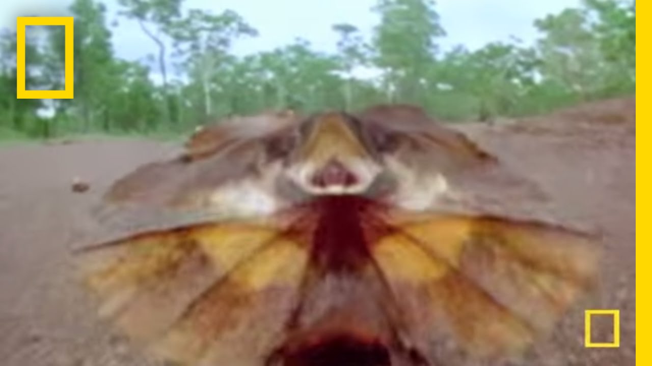 Freaky Lizard | National Geographic - YouTube