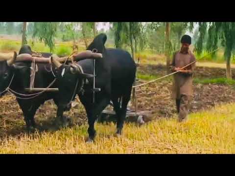 Old Traditional method of ploughing || ہل چلانے کا پُرانا روایتی طریقہ ...
