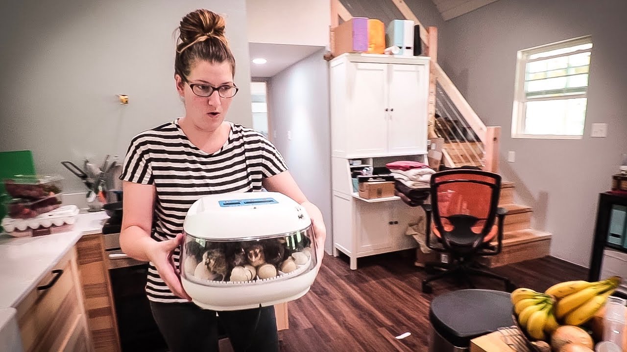 Moving Chicks to the Brooder - YouTube