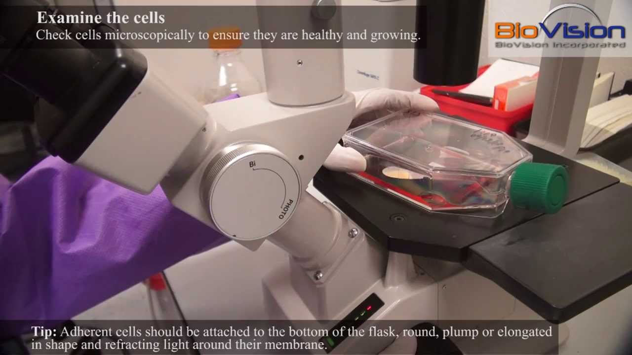 Cell Cryopreservation Video | Biovision, Inc. - YouTube