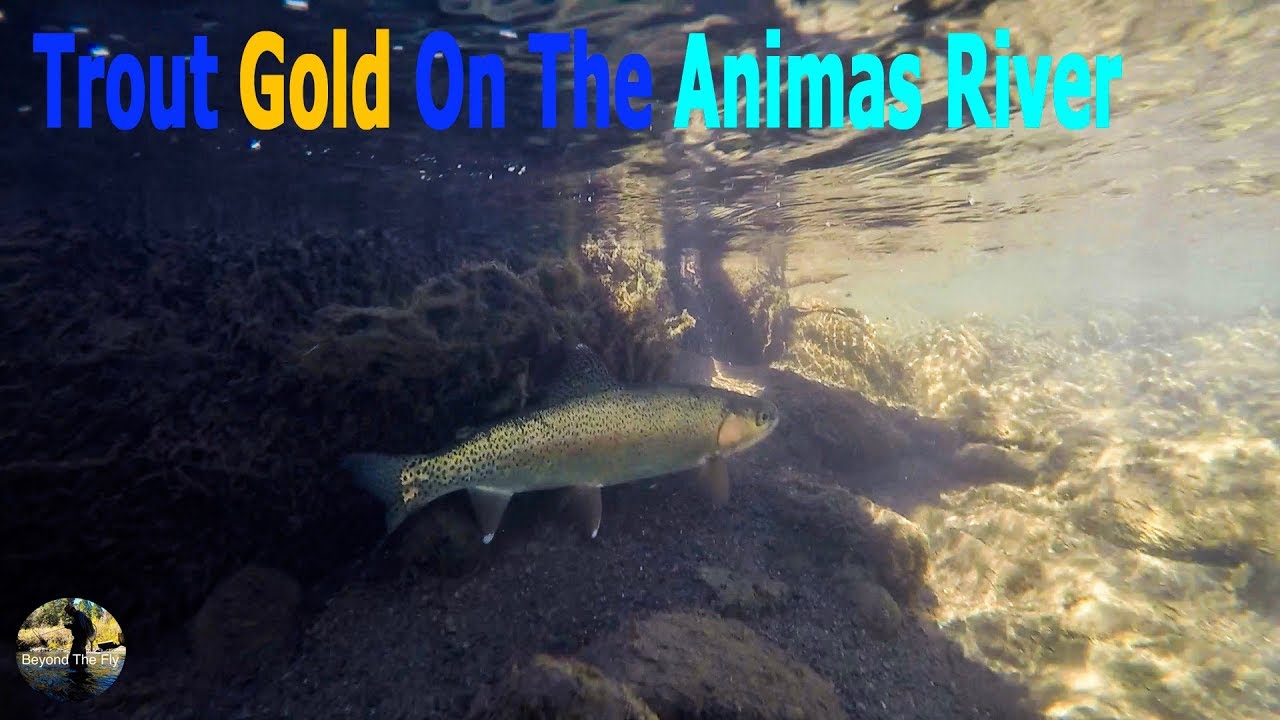 BEYOND THE FLY - Trout Gold On The Animas River | Ep. 5 - YouTube