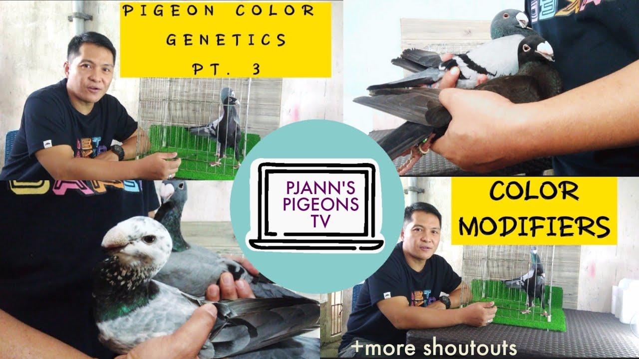 Pigeon Color Genetics PT. 3 (COLOR MODIFIERS) #fancypigeons # ...