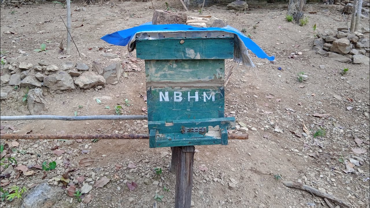 When to Add a Super Chamber to Your Beehive (Apis Cerana) Timing and ...