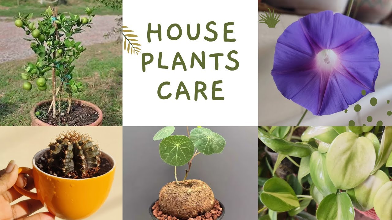 Houseplants care, Philodendron goldie, Brazil, neon, Stephania rotunda ...