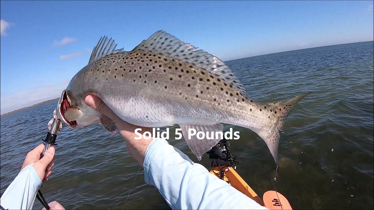 5 Pound Trout Blue Ice Knockin Tail Lures - YouTube