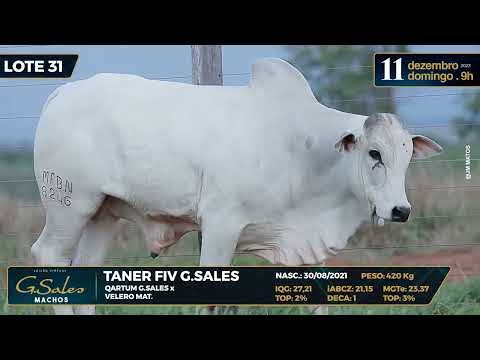 LOTE 31 MFBN 8246