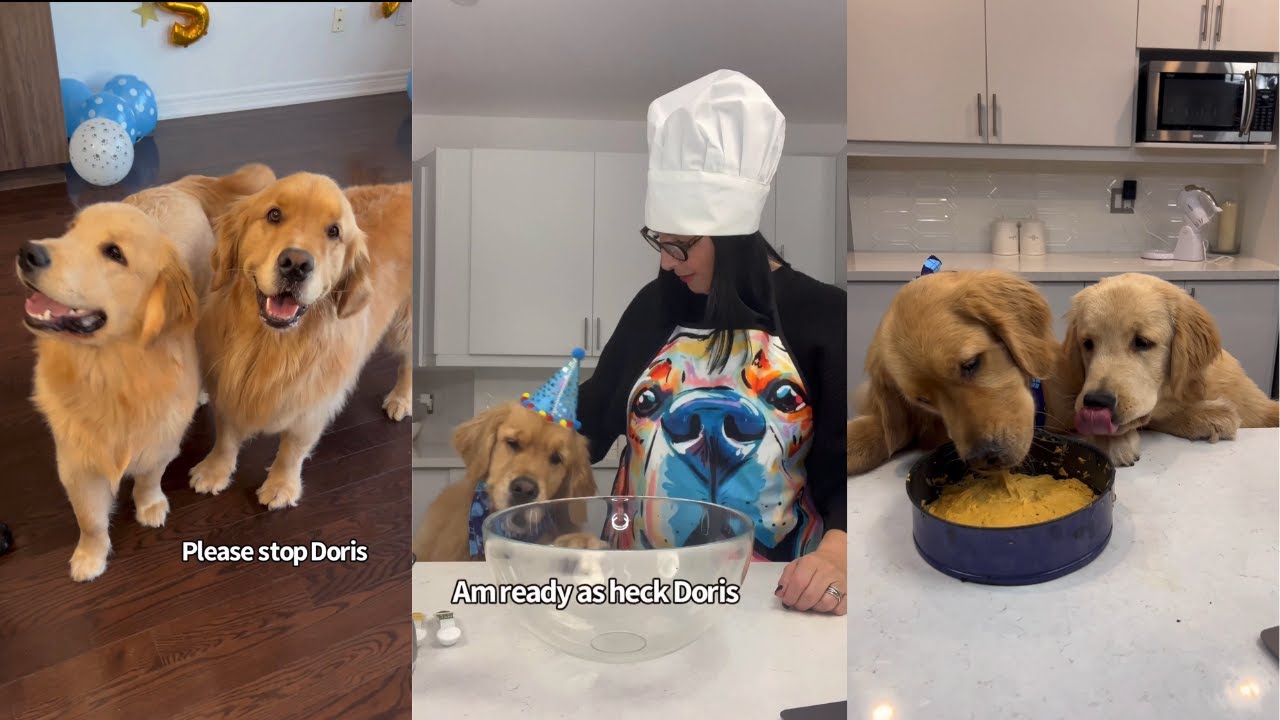 Sterling And Colin The Golden Retrievers Bake A Cake - YouTube
