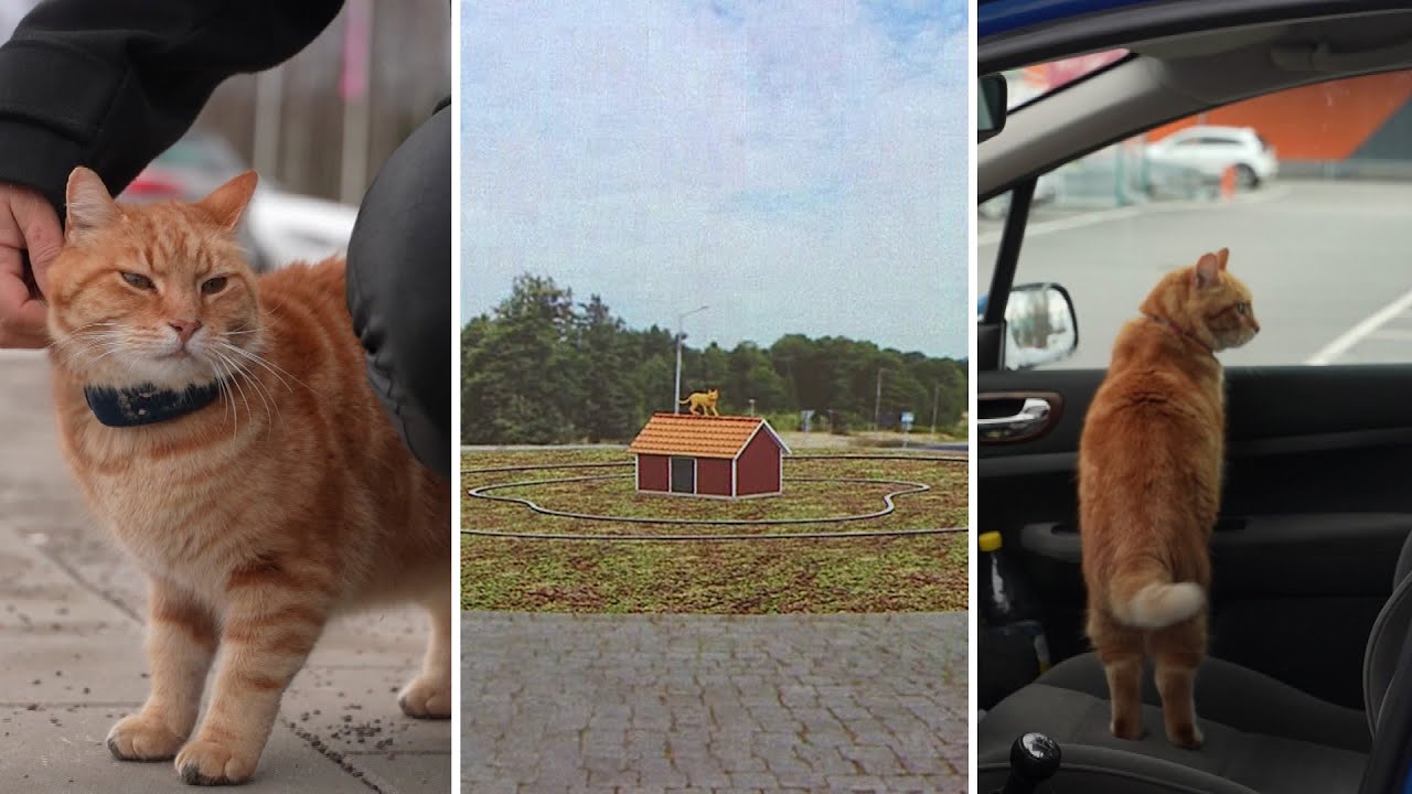 Kändiskatten Luffar-Lasse får egen rondell: ”Han är en go kille ...