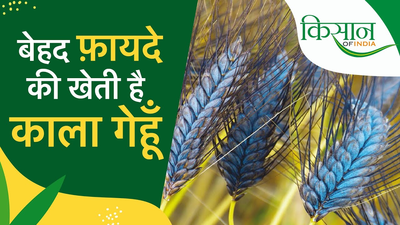 काला गेहूँ की खेती क्यों है इतनी खास? I Black Wheat - a profitable ...