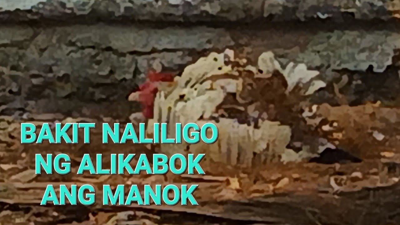 bakit naliligo ang manok sa alikabok - YouTube
