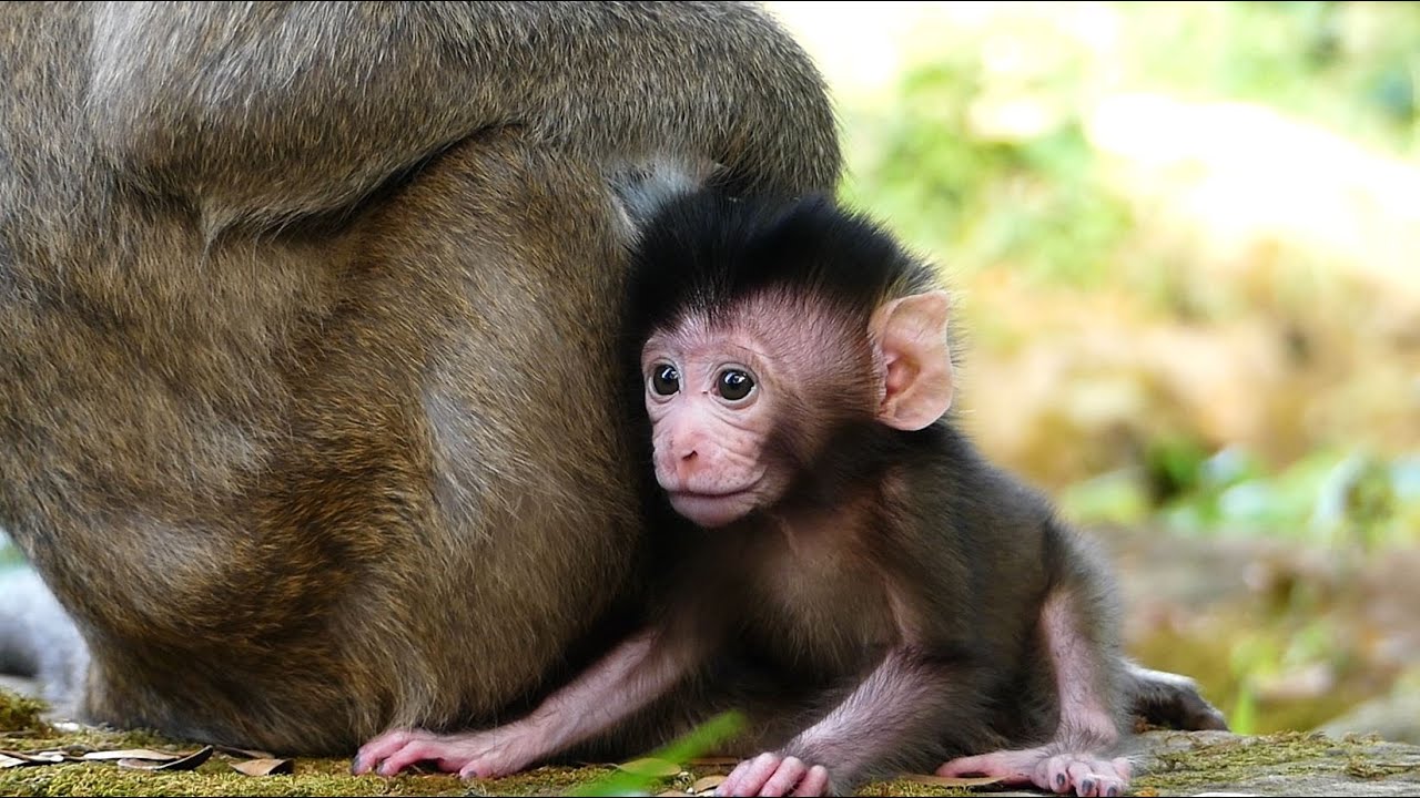 Wonderful! Little Monkey Ayla Just Born Several Day But Strong, Start ...