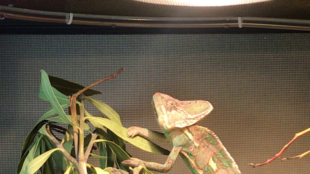 Chameleon Drinking - YouTube