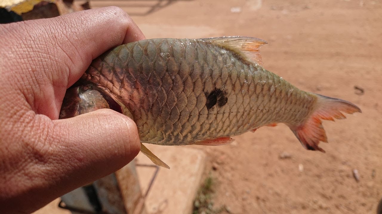 How to catch fish from The river by net. - YouTube
