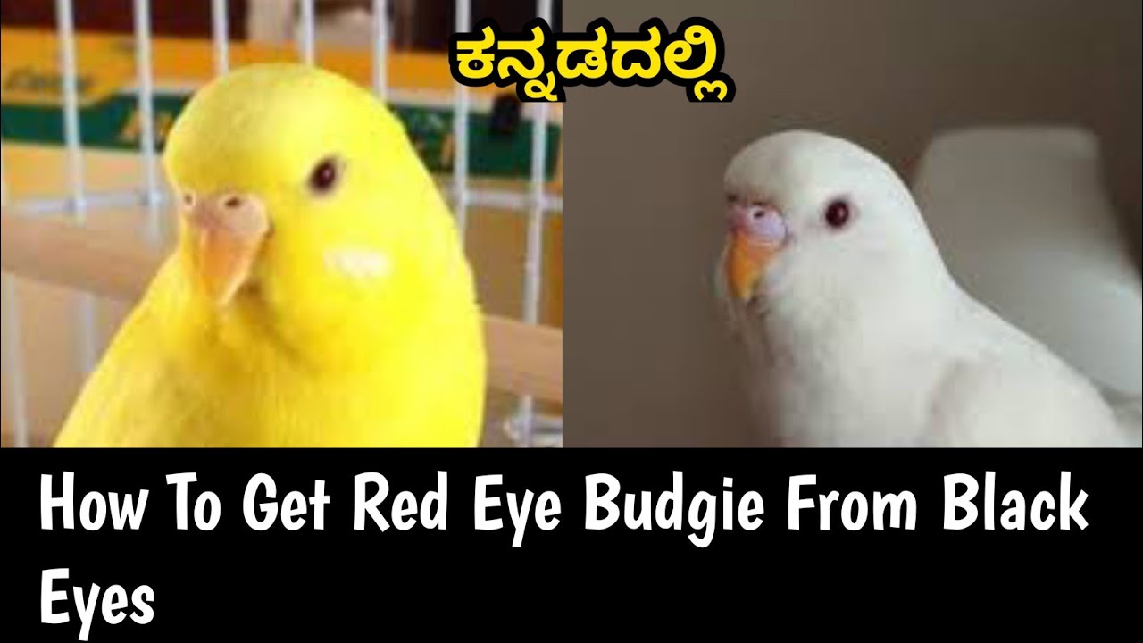 How to Get Red Eyes From Black Eyes Budgies| - YouTube