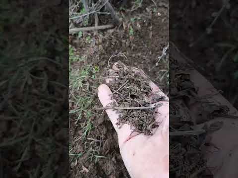 Kurtlar kuşlar bayram edecek 