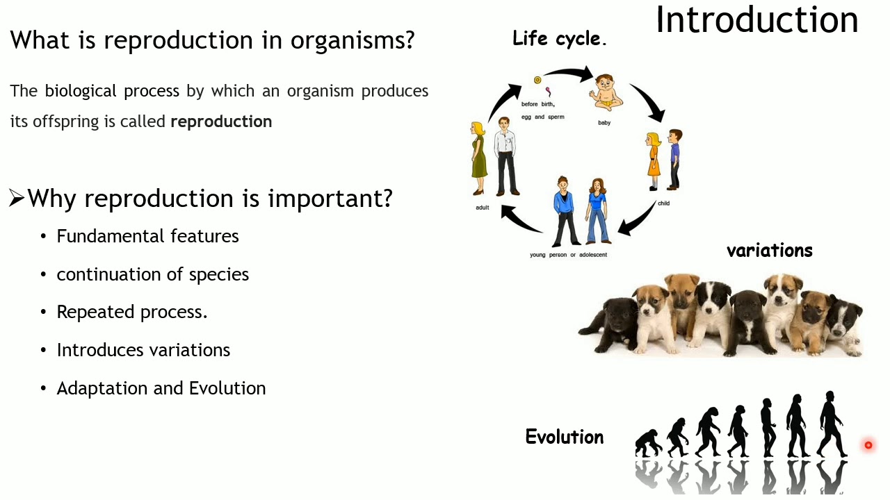 Chapter 1- Reproduction in Organisms -12th Bio-Zoology (A Sexual ...